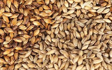 Beer Grains: The Complete Guide for Homebrewers