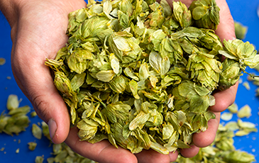 How To Dry Hop Beer
