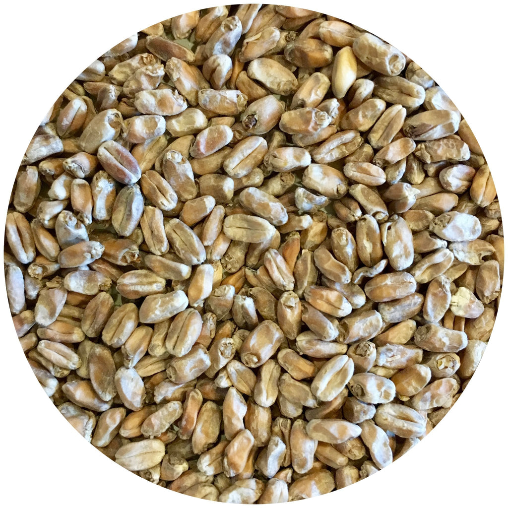 Hard Red Spring Wheat Malt - Mecca Grade